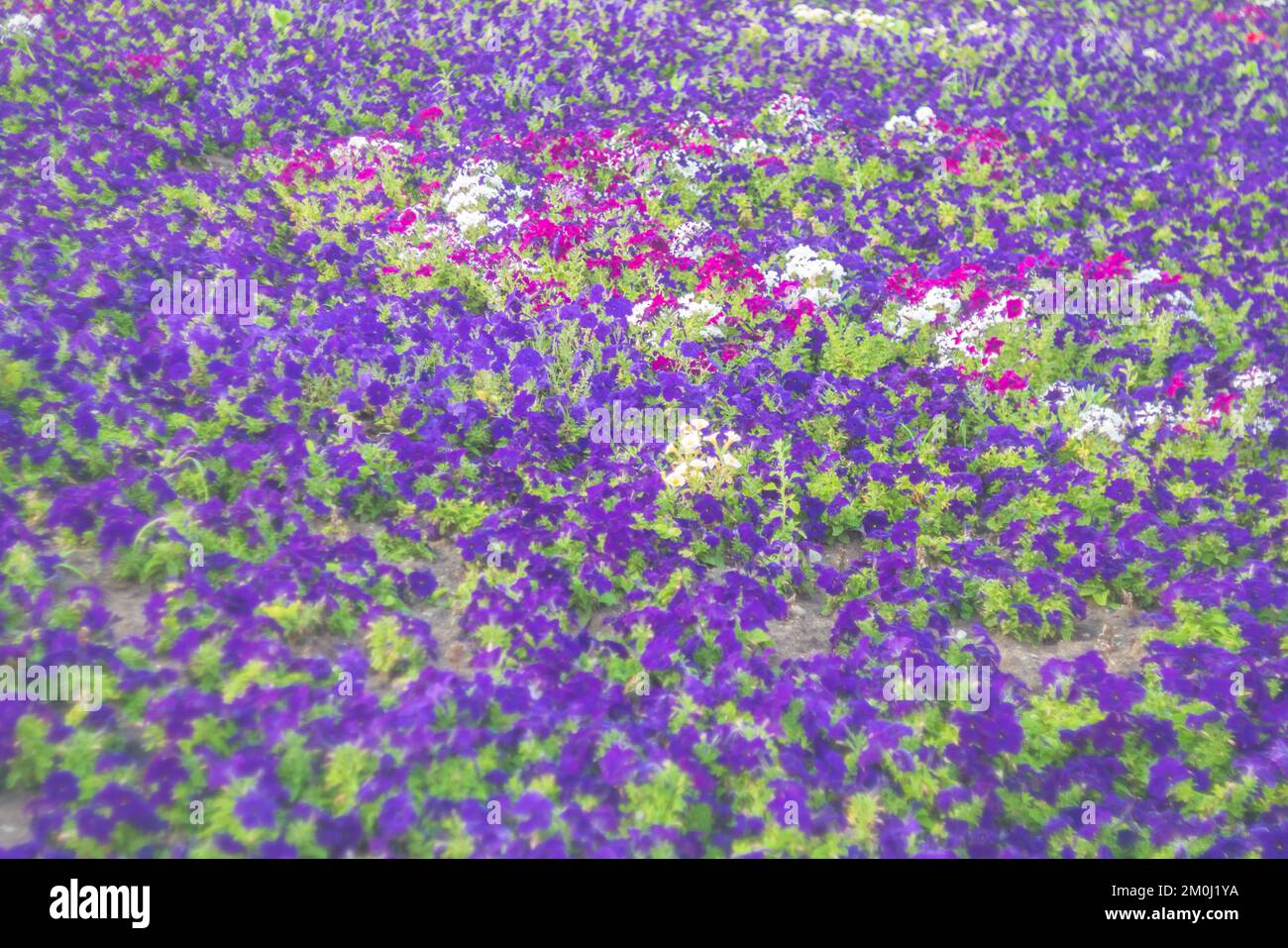 Huge amounts of purple flowers Stock Photo - Alamy