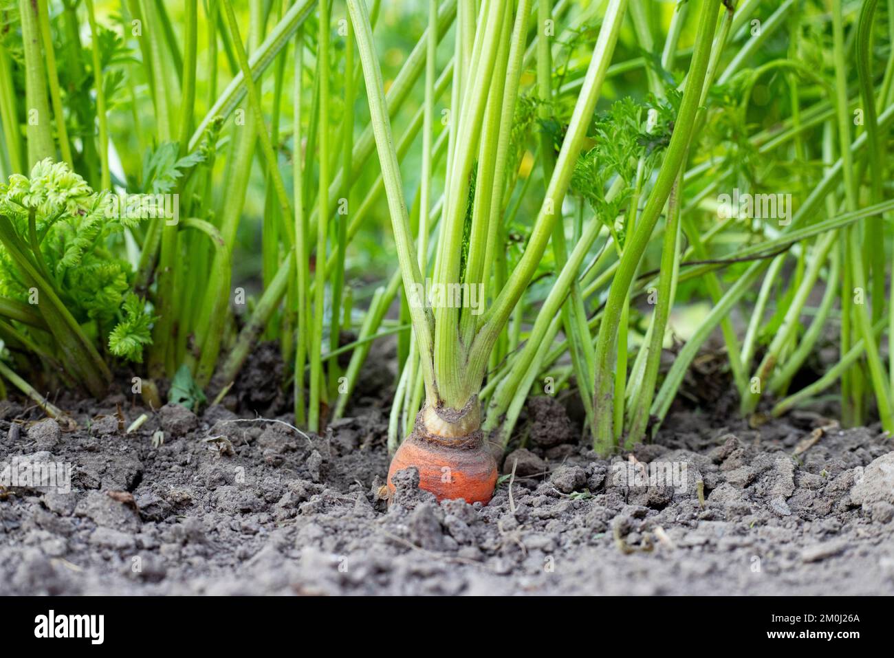 Carrot vegetable grows in the garden in the soil. Organic agriculture ...