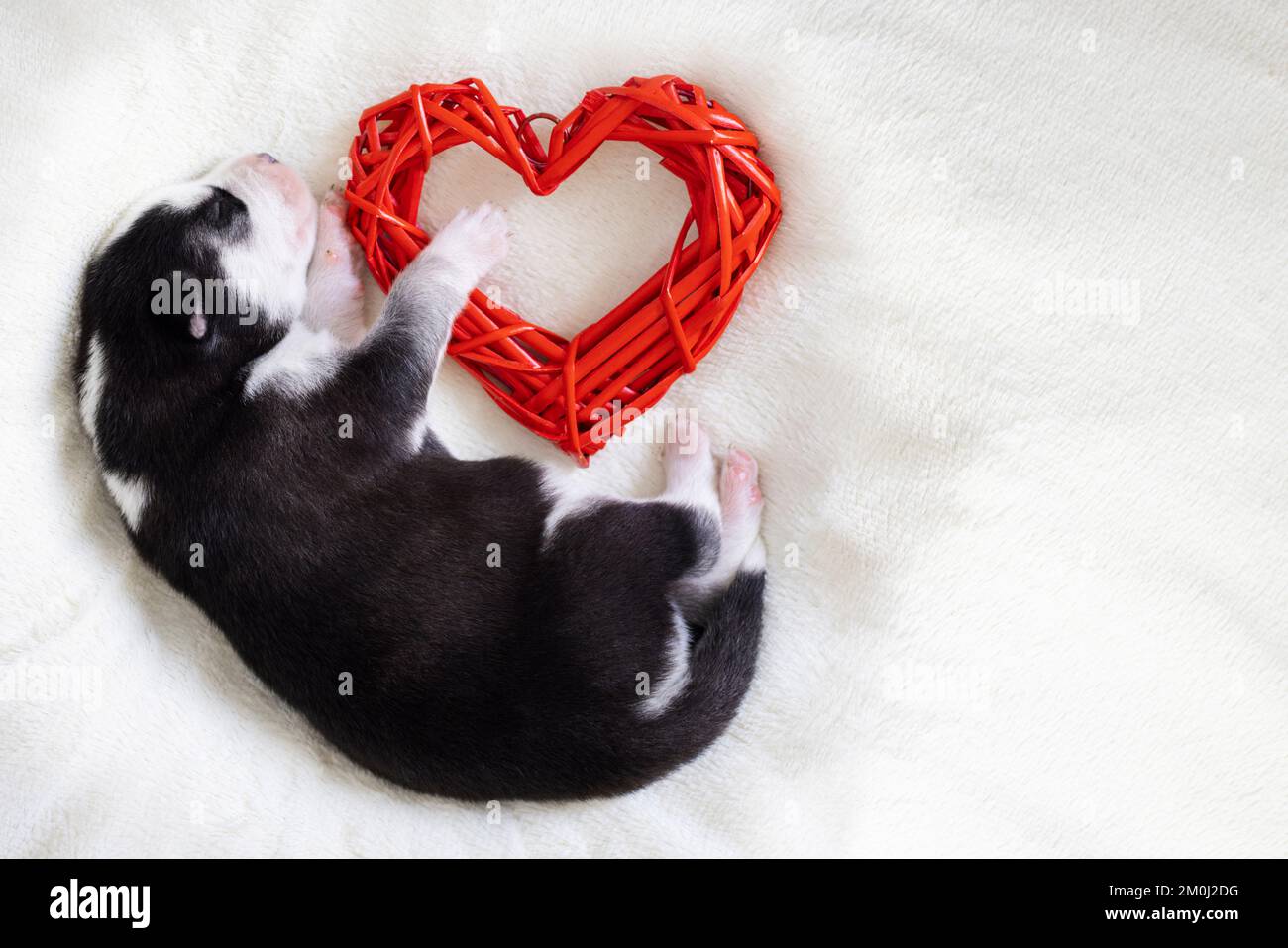 Siberian Husky puppy sleeps on a white blanket and hugs toy heart Stock ...