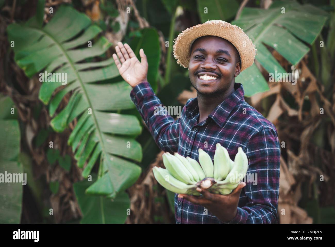 Smiling African farmer holding bananas cut from organic farm for export ...