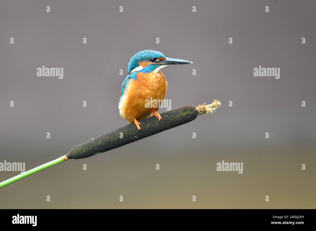 kingfisher posing on a reed perch Stock Photo - Alamy