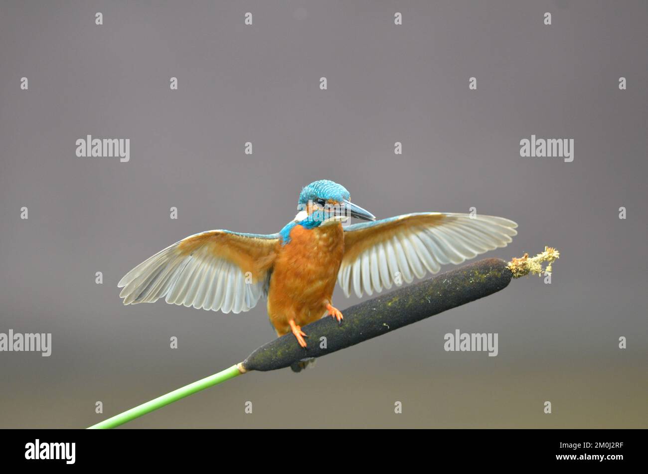 kingfisher posing on a reed perch Stock Photo - Alamy