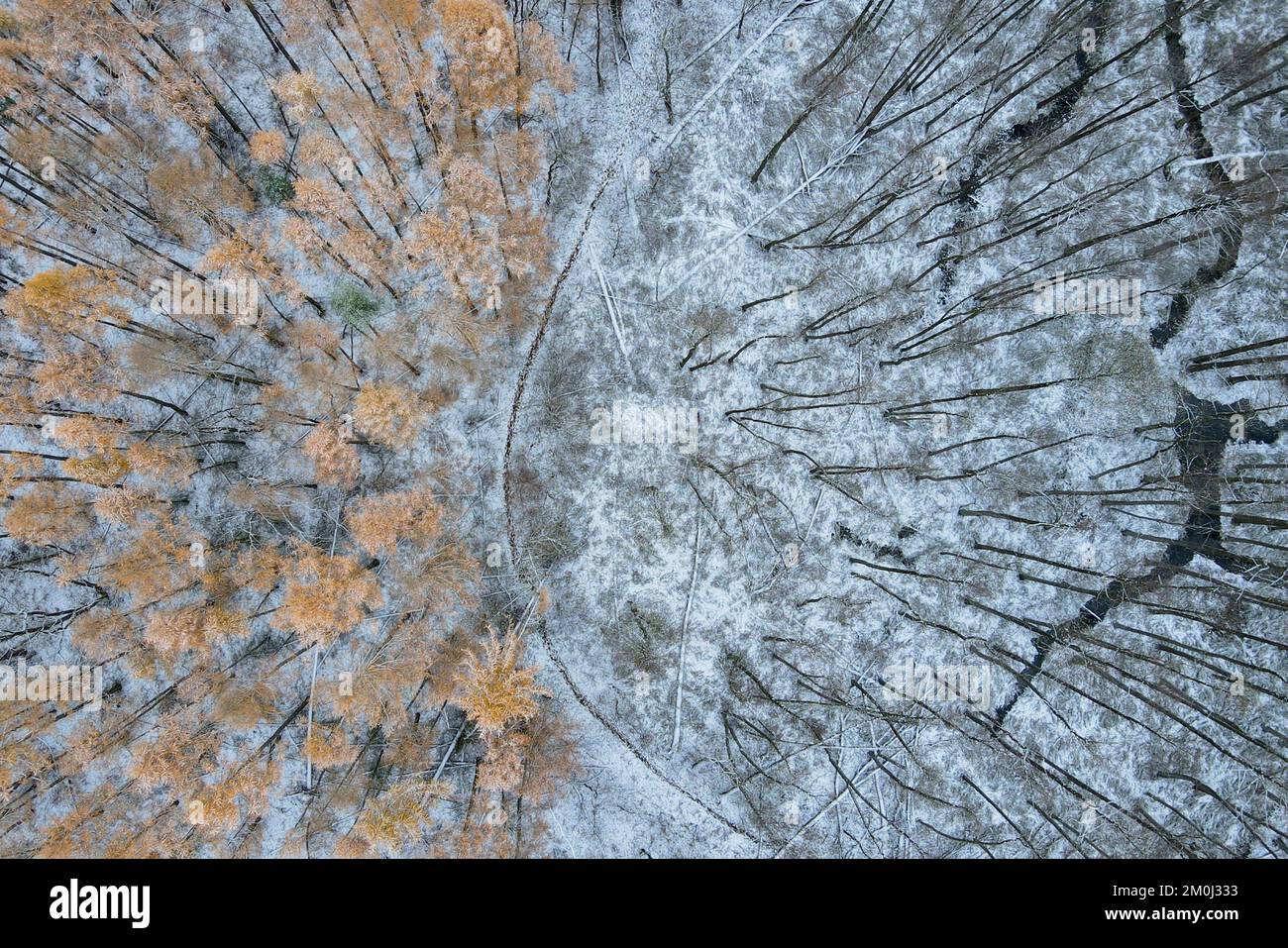 Treplin, Germany. 03rd Dec, 2022. A little snow lies in a forest with ...