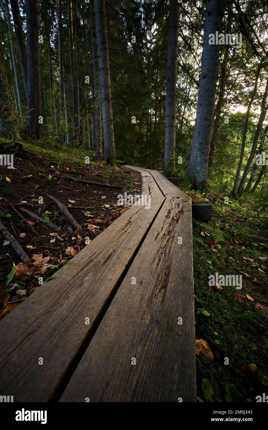A Vertical shot of wooden pathway between trees in green forest Stock ...