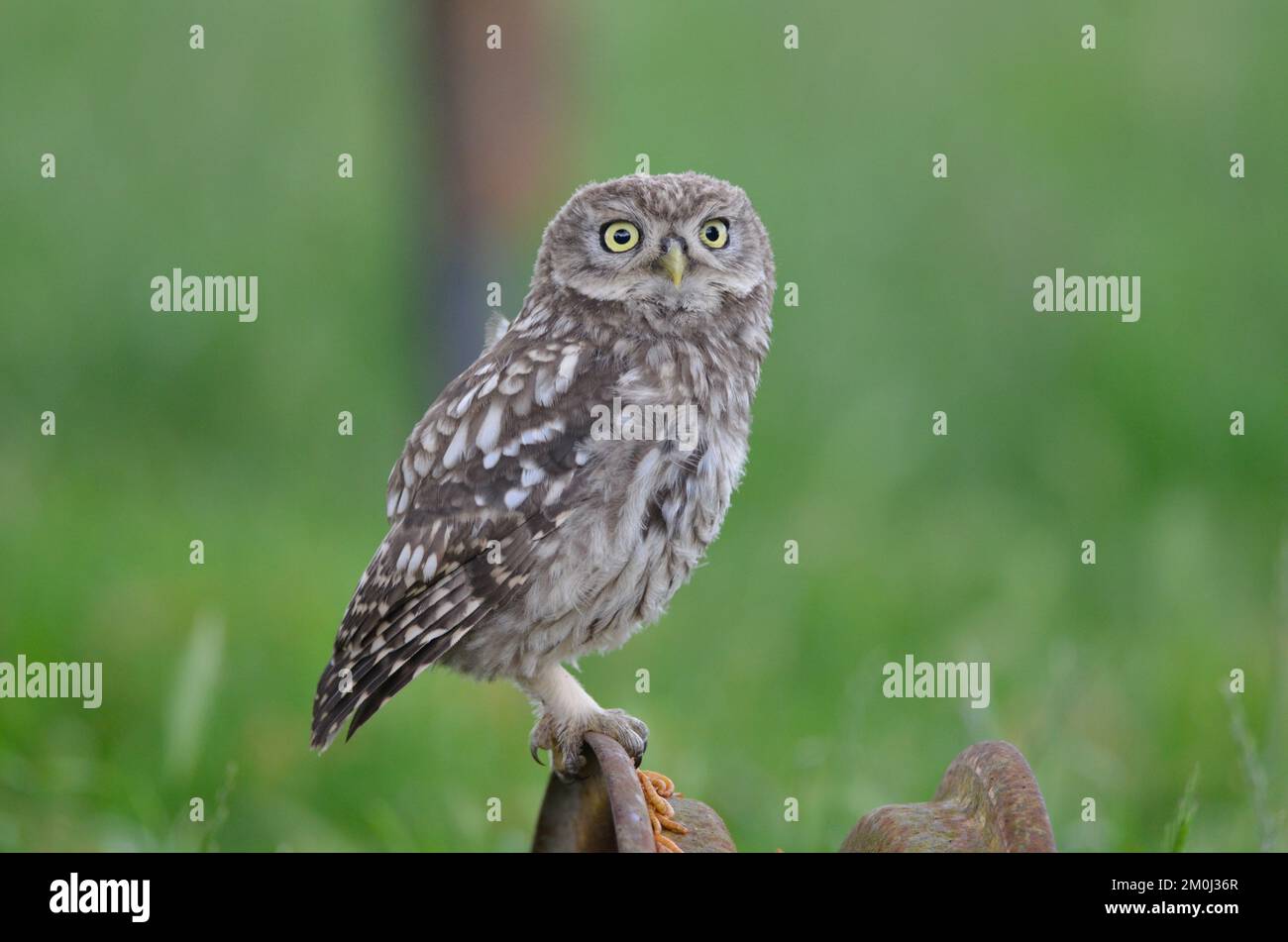 little owl (Athene noctua).Britains smallest owl it can often be seen in daylight hours Stock ...