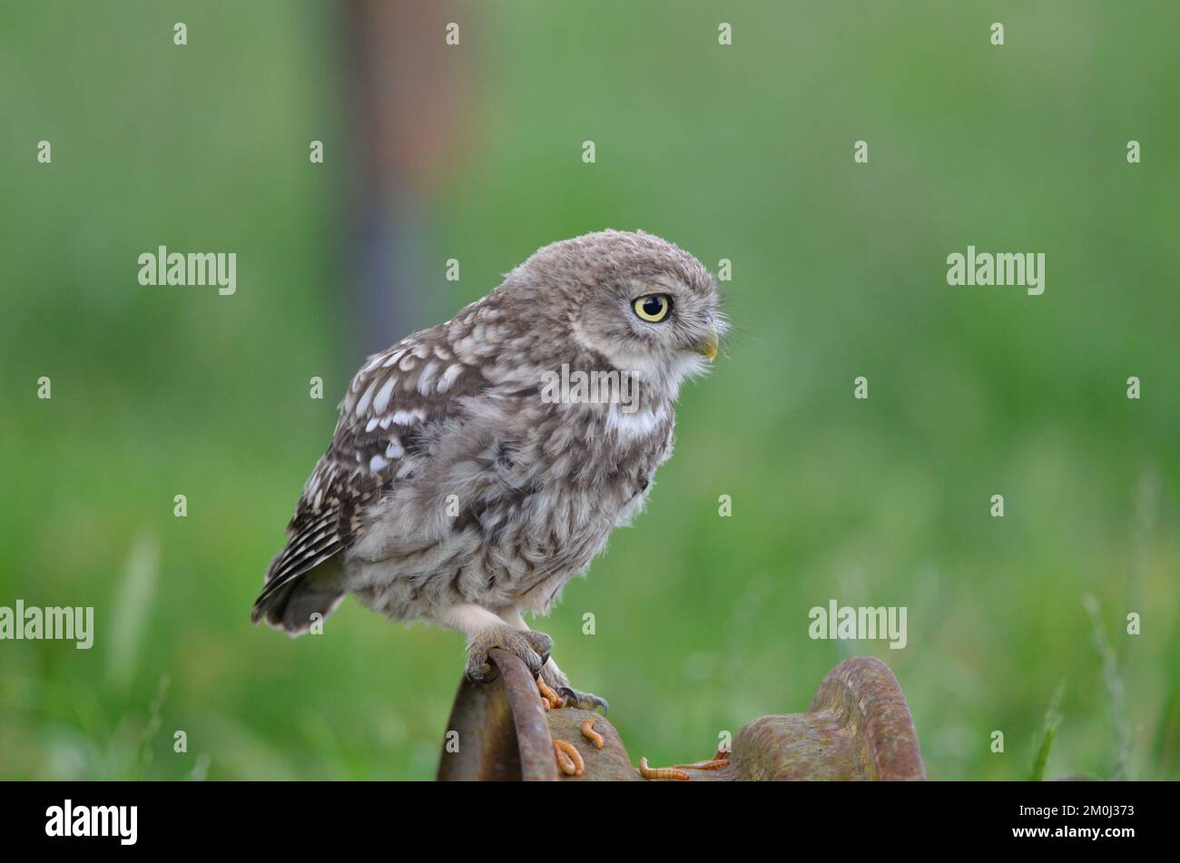 little owl (Athene noctua).Britains smallest owl it can often be seen ...