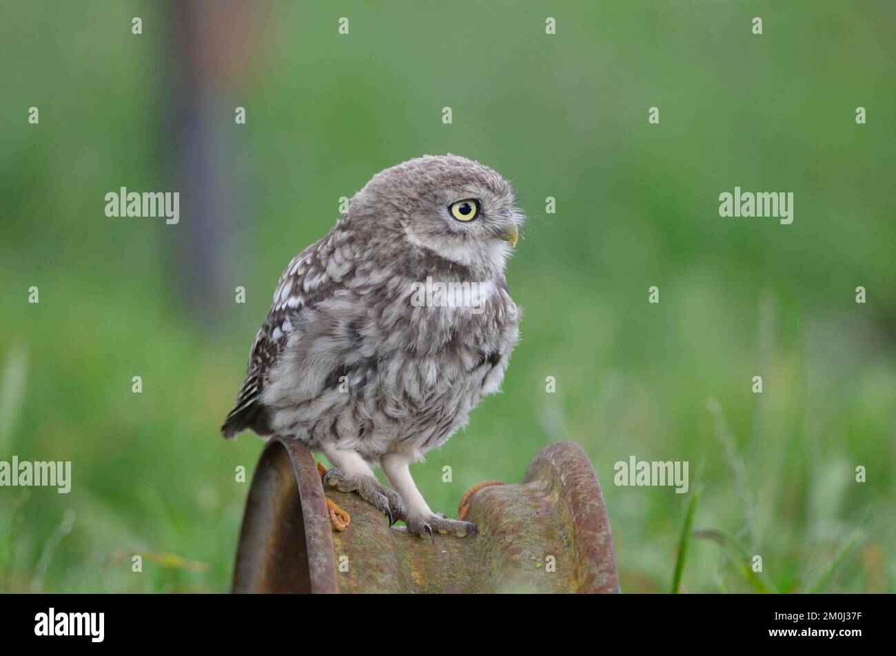 little owl (Athene noctua).Britains smallest owl it can often be seen ...
