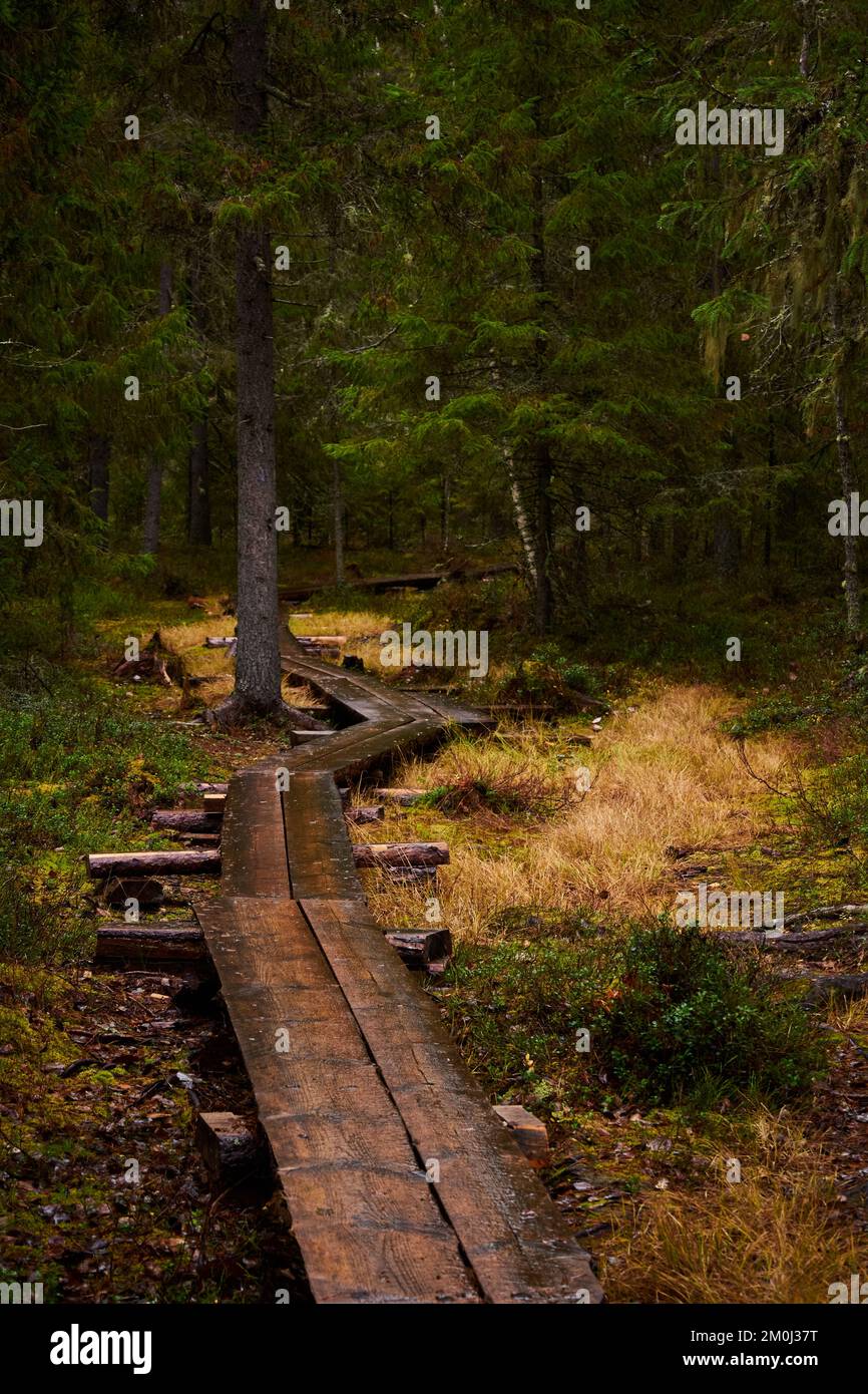 A Vertical shot of wooden pathway between trees in green forest Stock ...