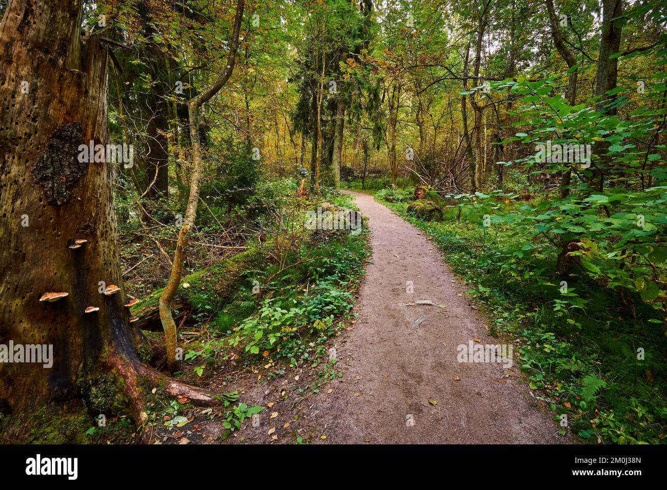 A landscape of unpaved pathway between trees in green forest Stock ...
