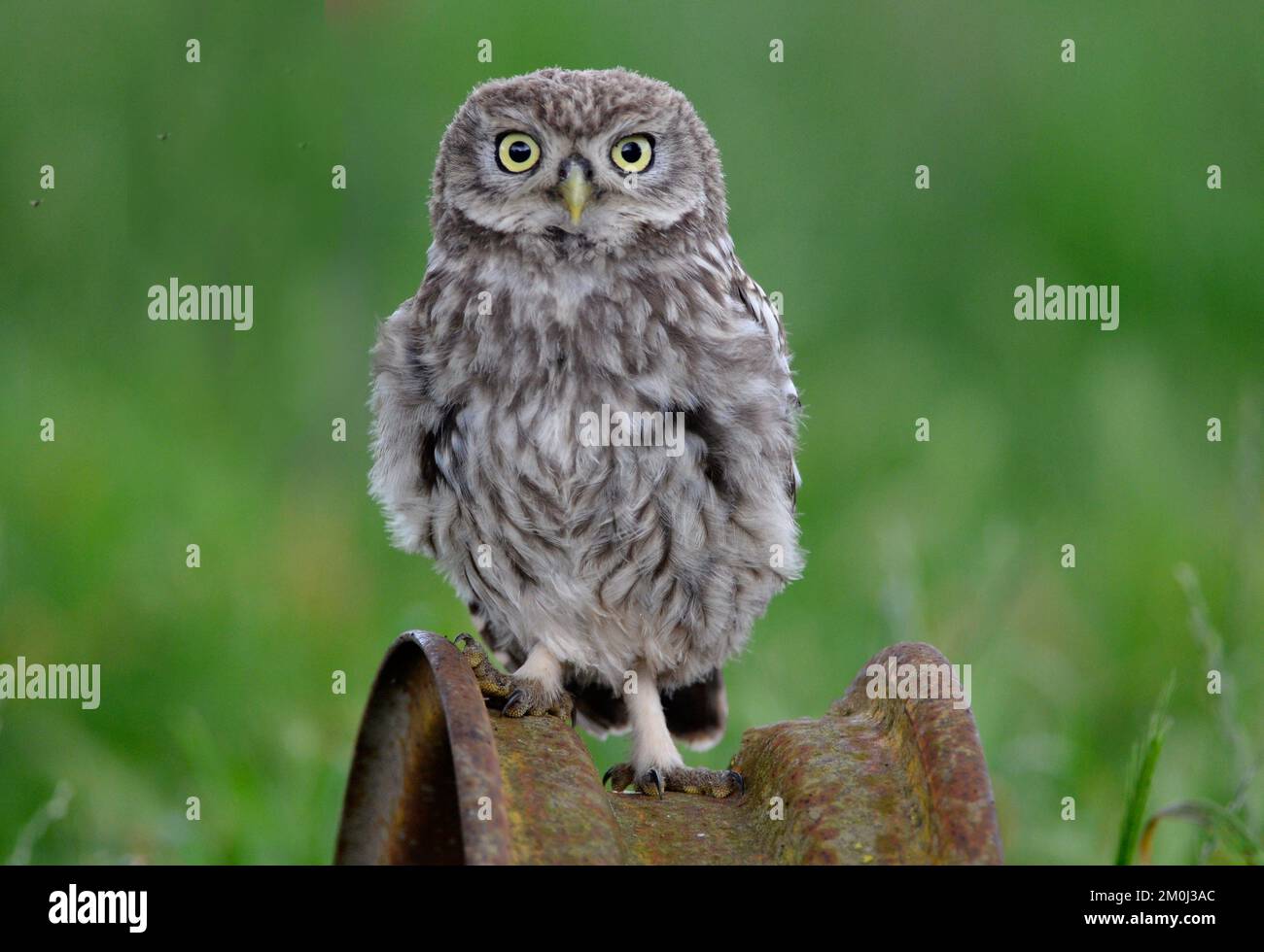 little owl (Athene noctua).Britains smallest owl it can often be seen ...