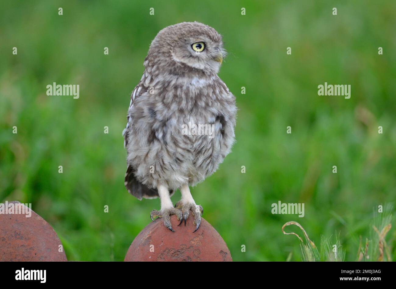 little owl (Athene noctua).Britains smallest owl it can often be seen ...