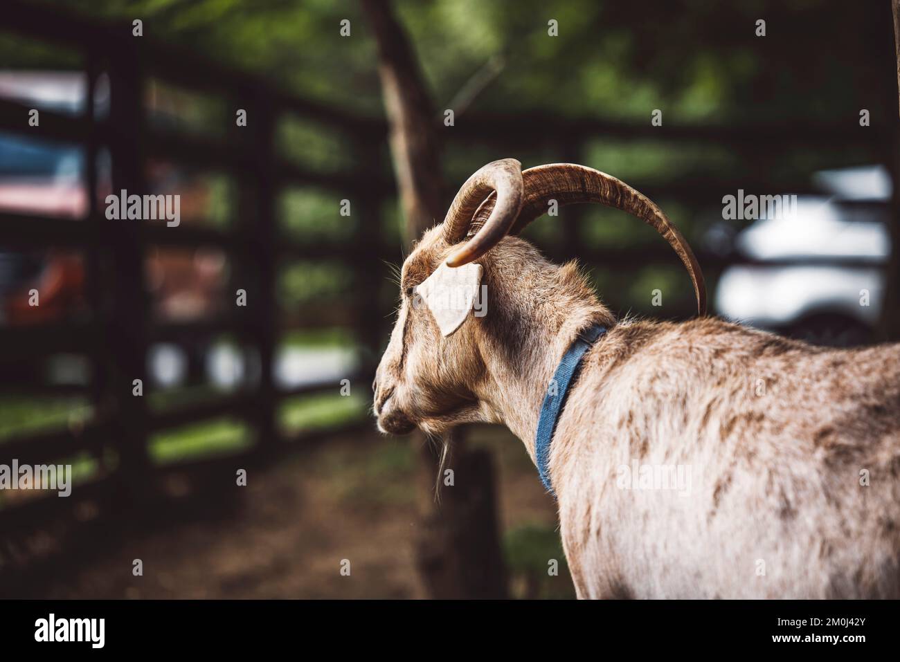 Goat ranching hi-res stock photography and images - Alamy
