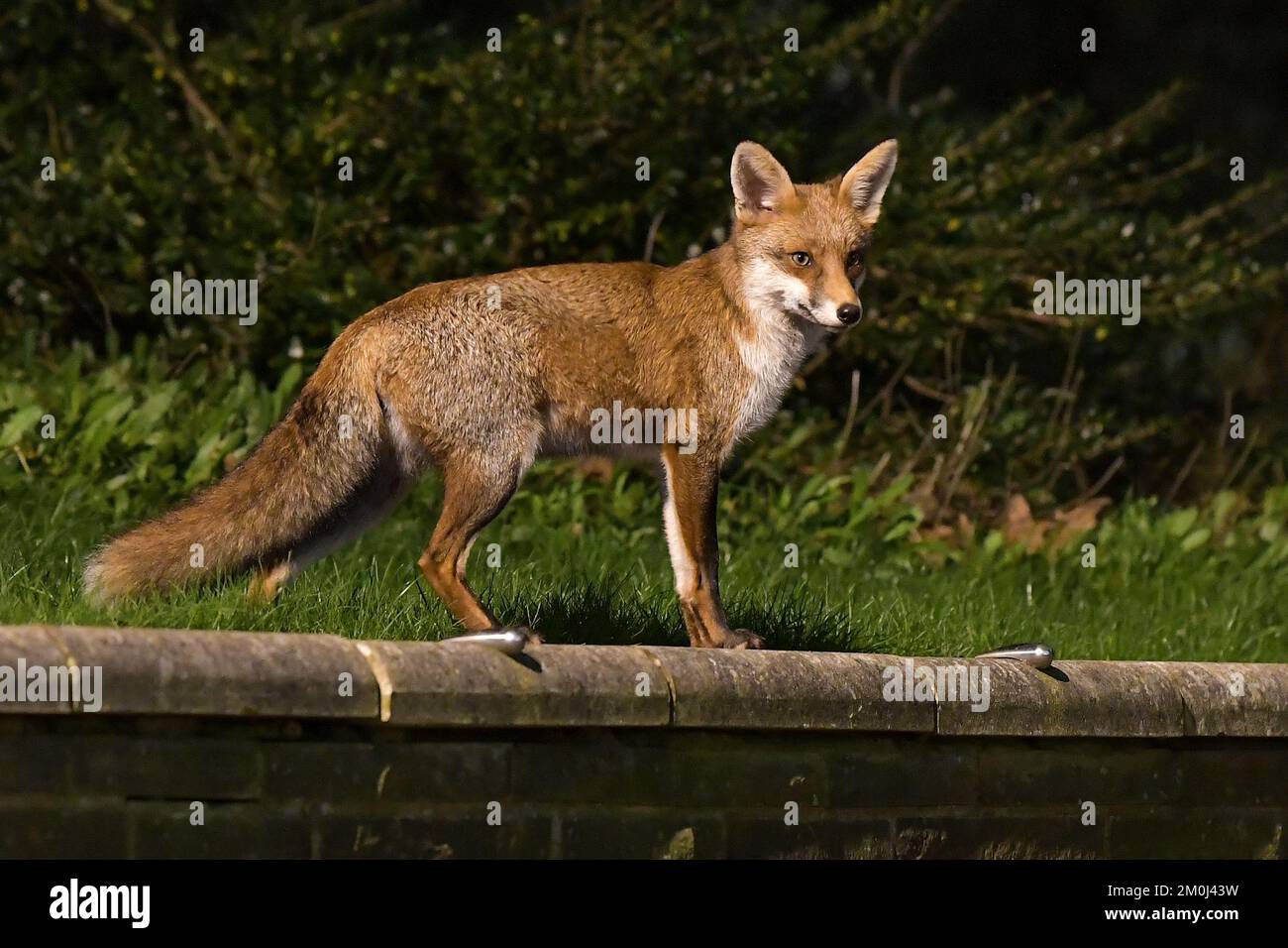 Red fox in bristol hi-res stock photography and images - Alamy