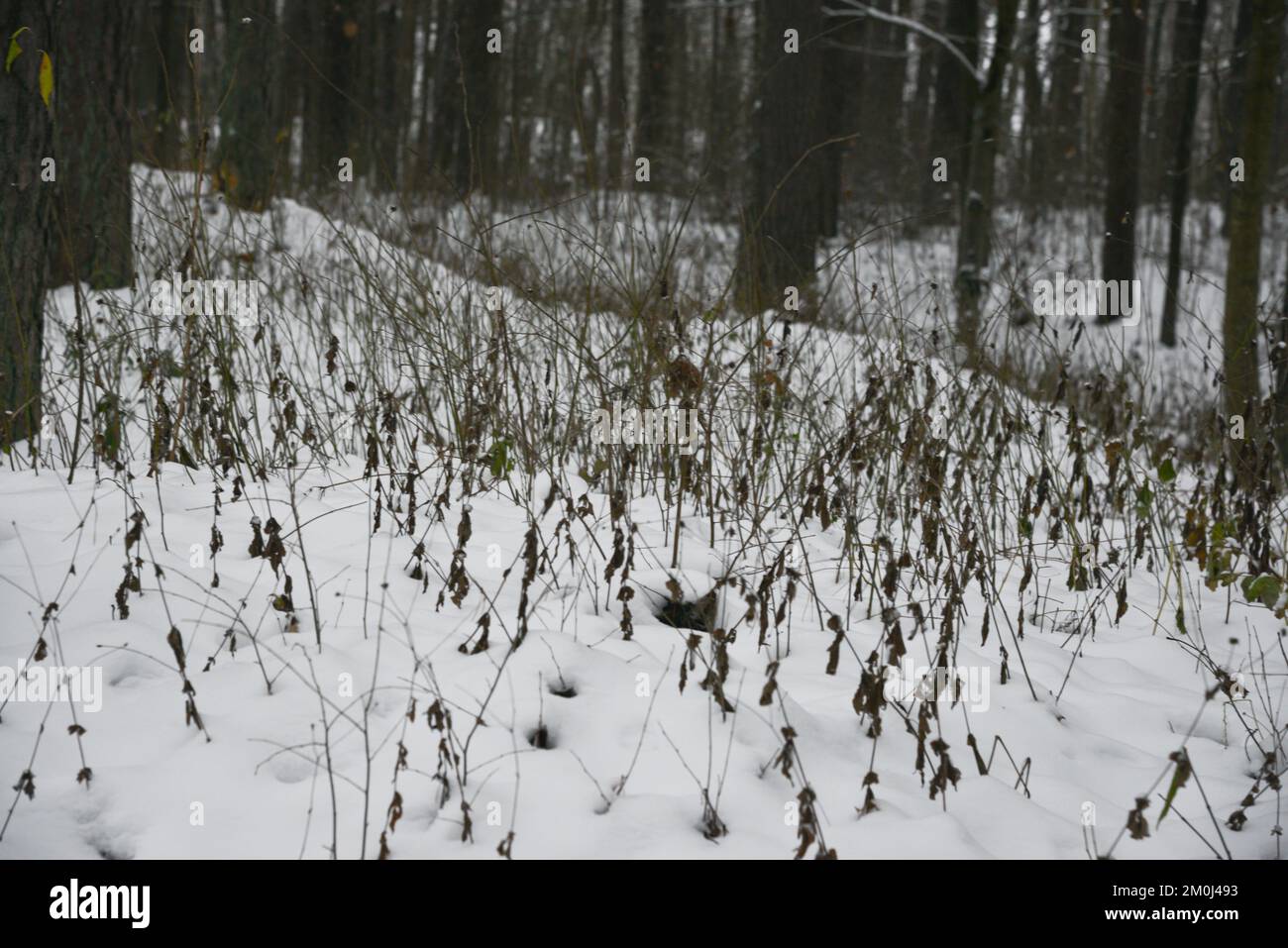 Dead grass blades hi-res stock photography and images - Alamy
