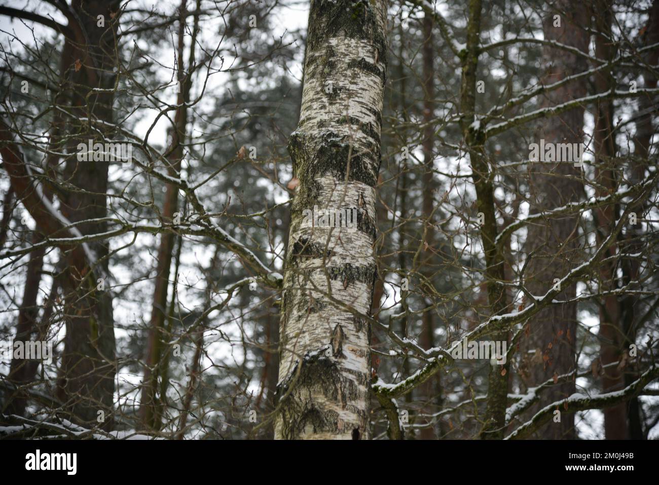 Dead birch tree hi-res stock photography and images - Alamy