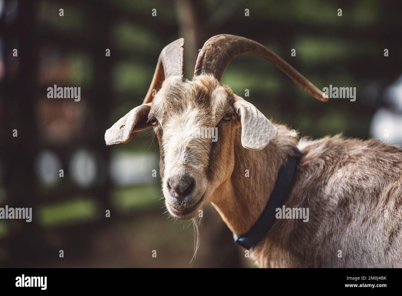 Curious goat looking to the camera, goat living on the ranch Stock ...