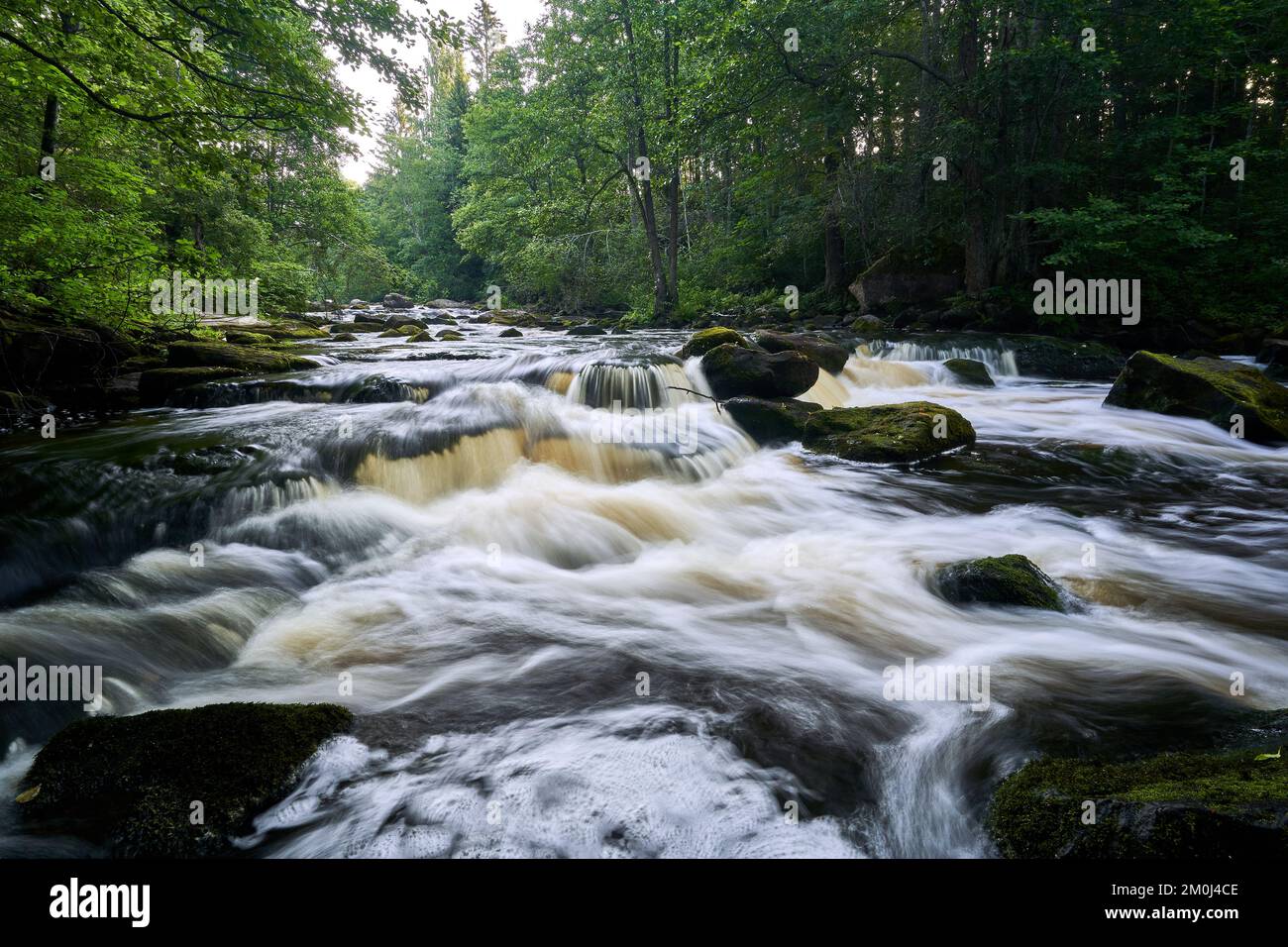 A closeup shot of a river in the forest Stock Photo - Alamy