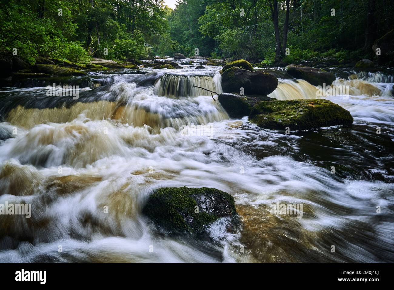 A closeup shot of a river in the forest Stock Photo - Alamy