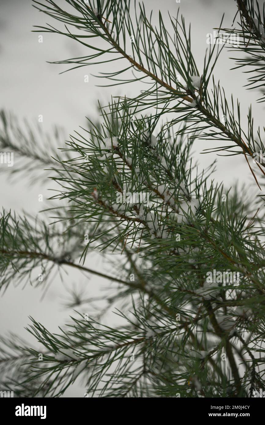 Green tree brunch border hi-res stock photography and images - Alamy