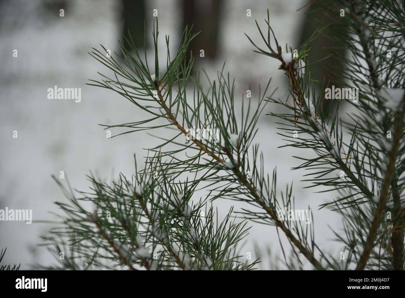 Christmas Background with beautiful green pine tree brunch close up ...