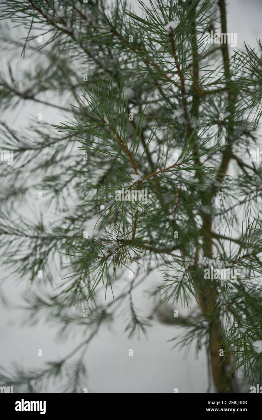 Christmas Background with beautiful green pine tree brunch close up ...
