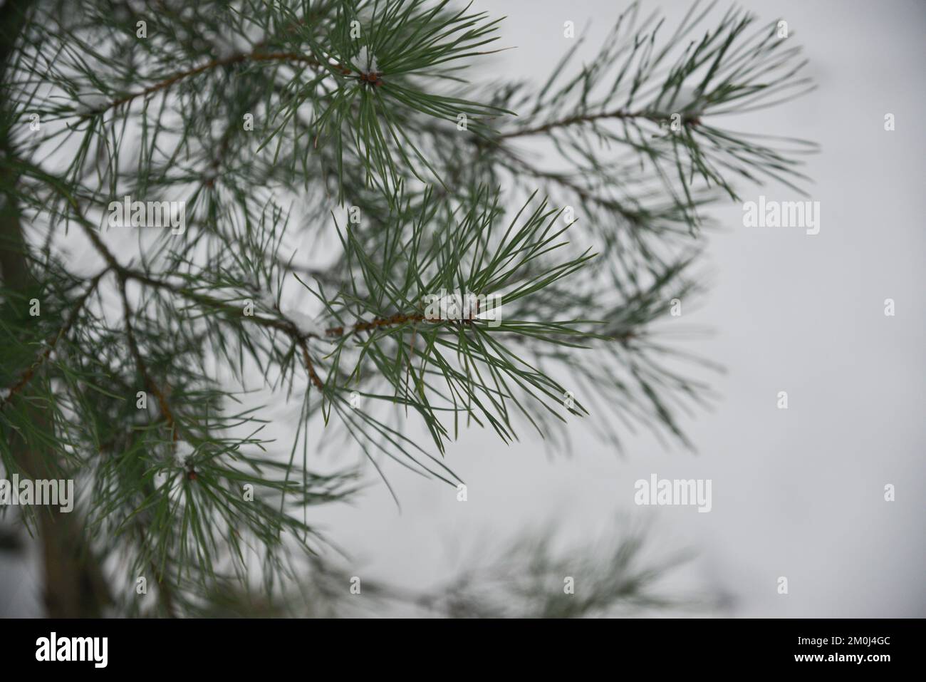 Christmas Background with beautiful green pine tree brunch close up ...