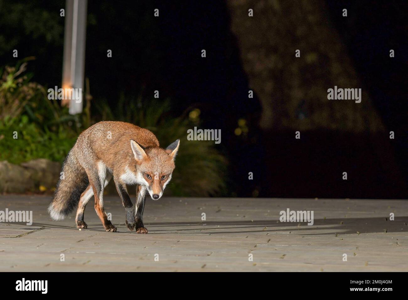 Red fox in bristol hi-res stock photography and images - Alamy