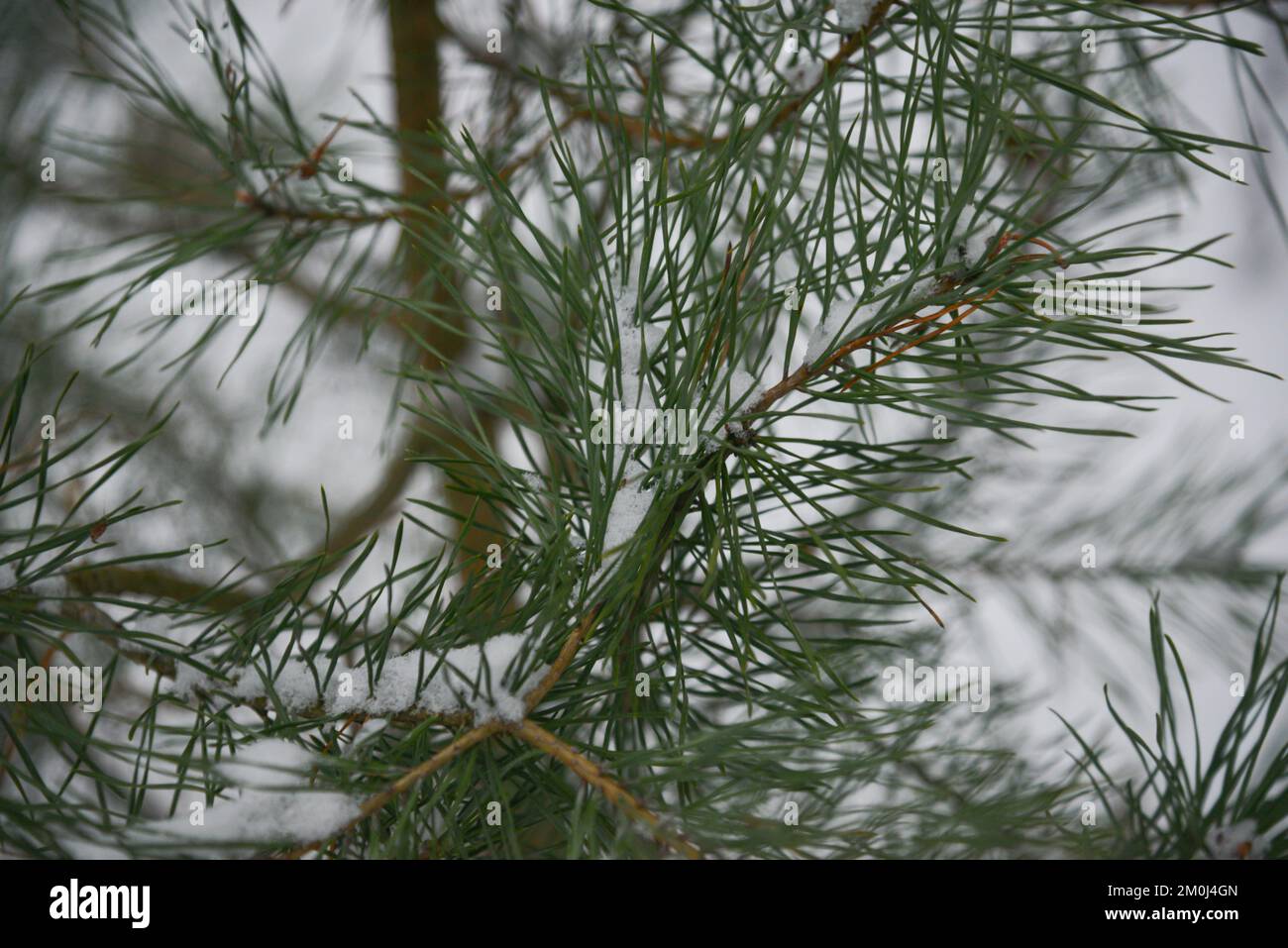 Brunch pattern hi-res stock photography and images - Alamy