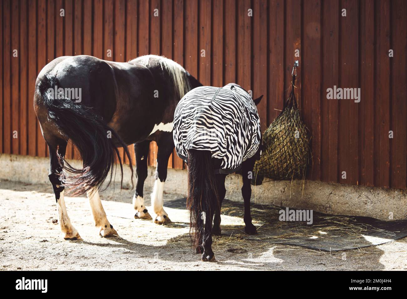 Back view of two black horses eating straw at the stables, one of them ...