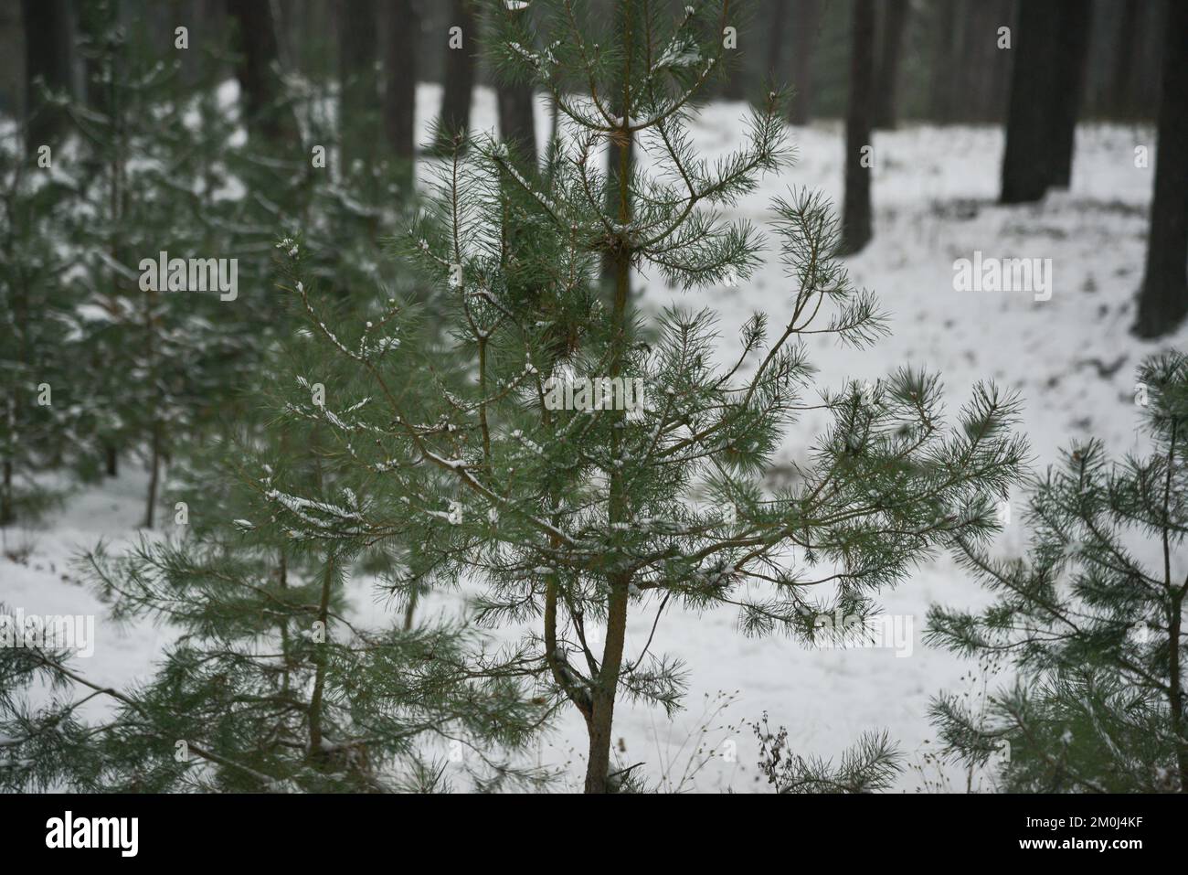 small green young pine trees in the forest in white snow Stock Photo ...