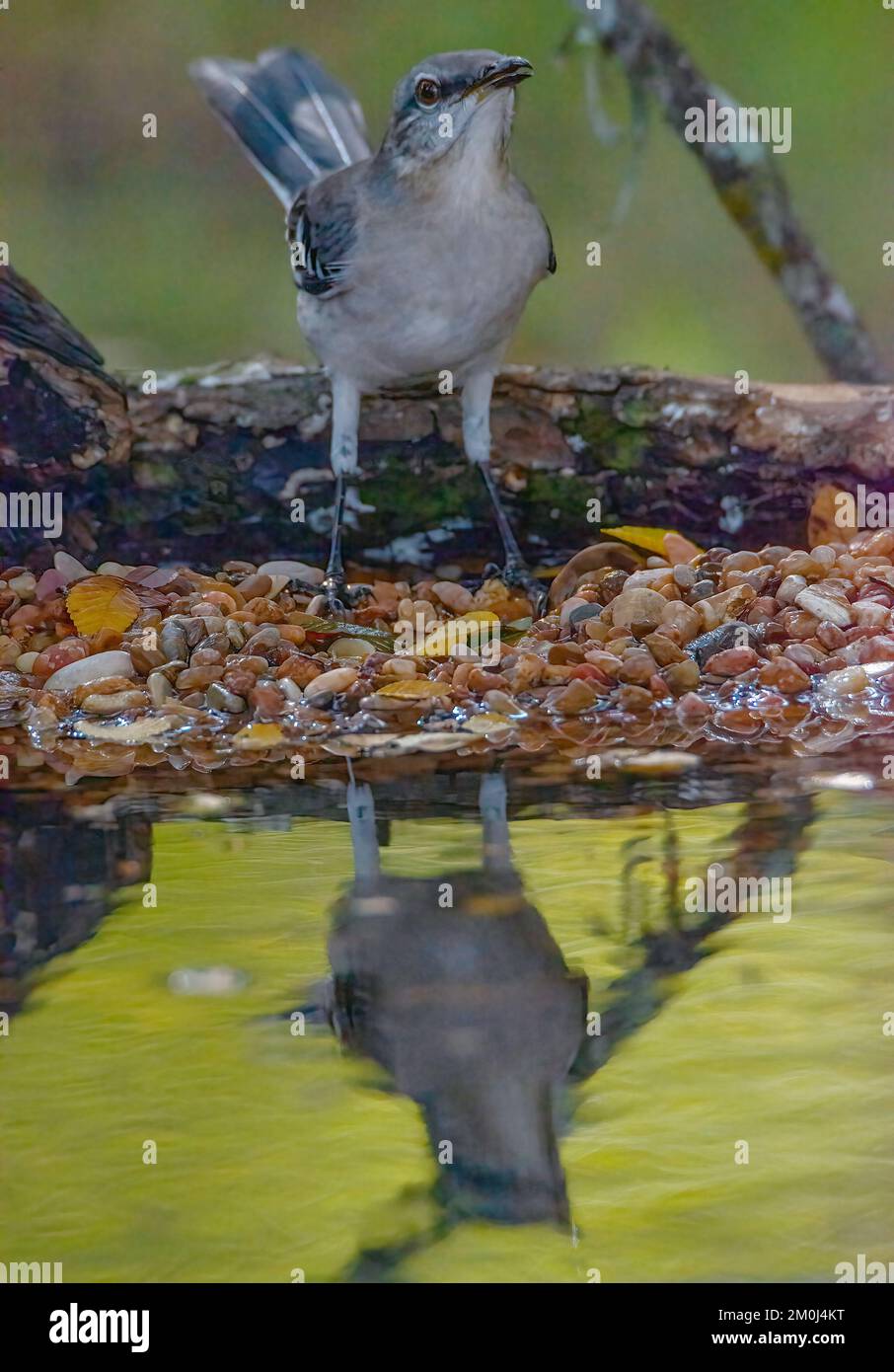 A vertical shot of a Mockingbird, and its image reflected in the water ...