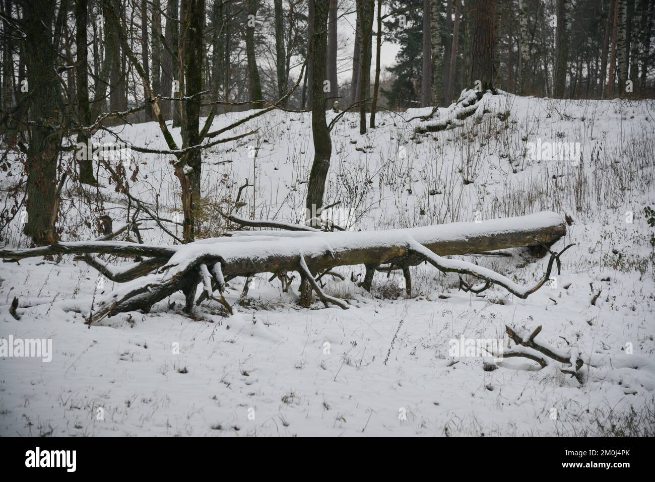 Withered tree hi-res stock photography and images - Alamy