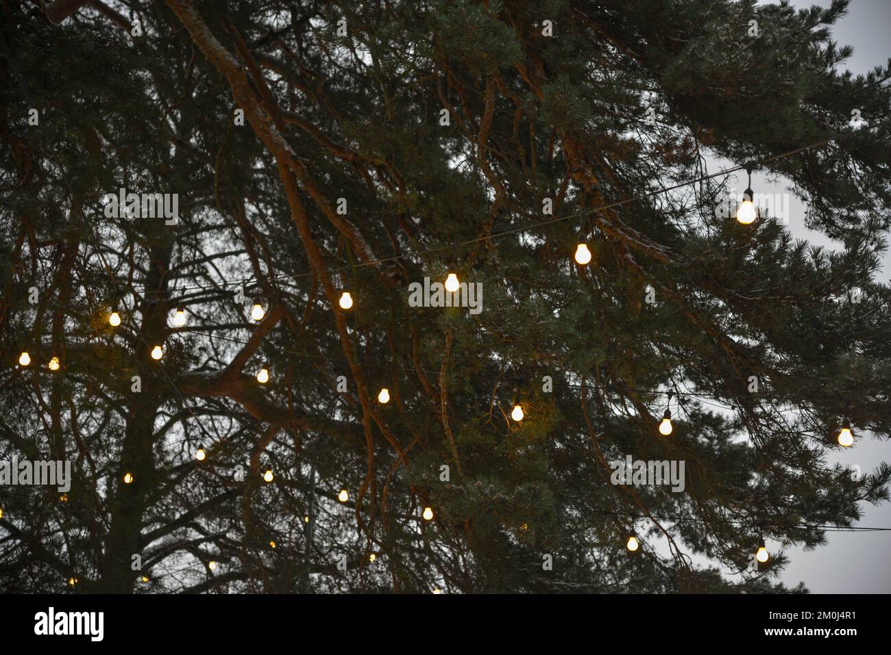string of lights in a green pine tree branch Stock Photo - Alamy