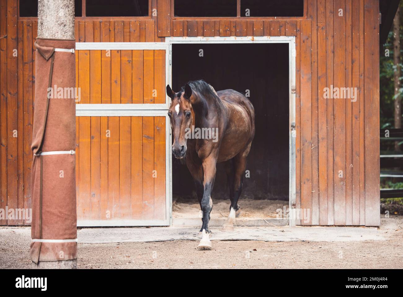 Beautiful brown stallion, grown up horse, walking out of the stables ...