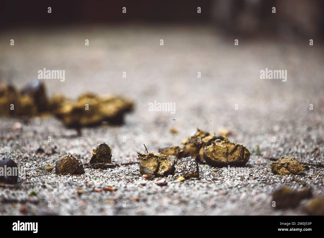 Horse turd on the ground waiting to be cleaned at the ranch Stock Photo ...