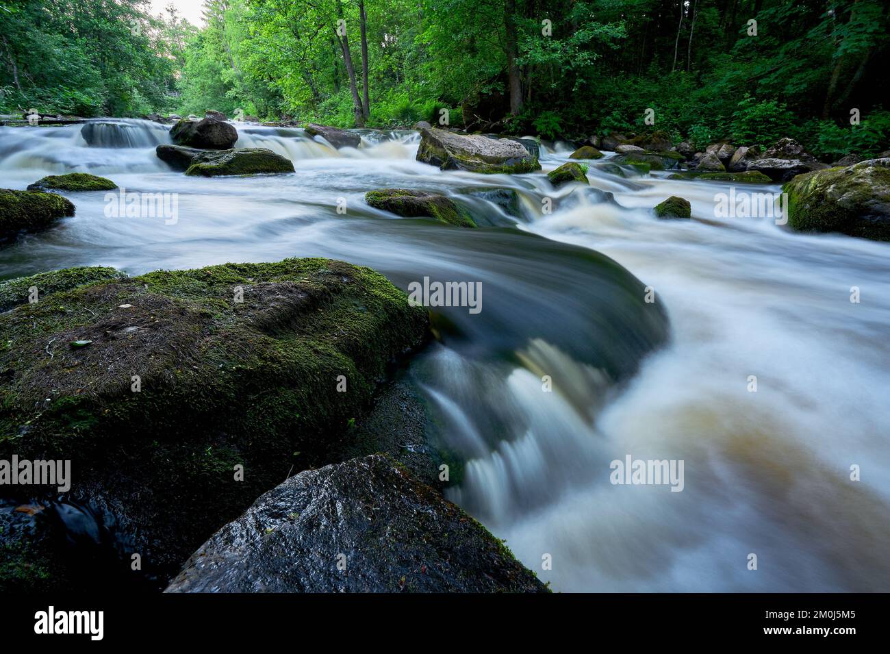 A closeup shot of a flowing river in a forest Stock Photo - Alamy