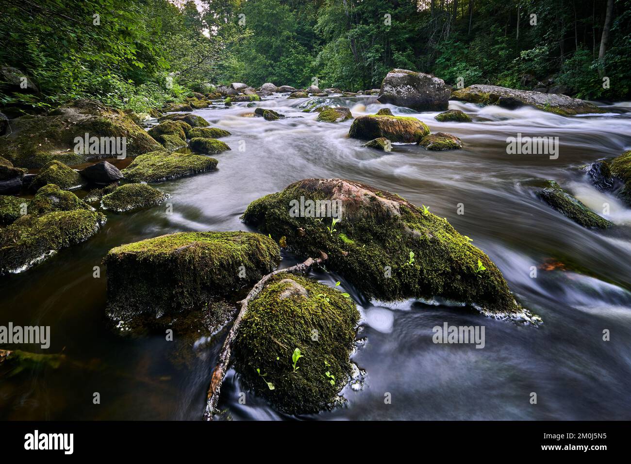 A closeup shot of a flowing river in a forest Stock Photo - Alamy