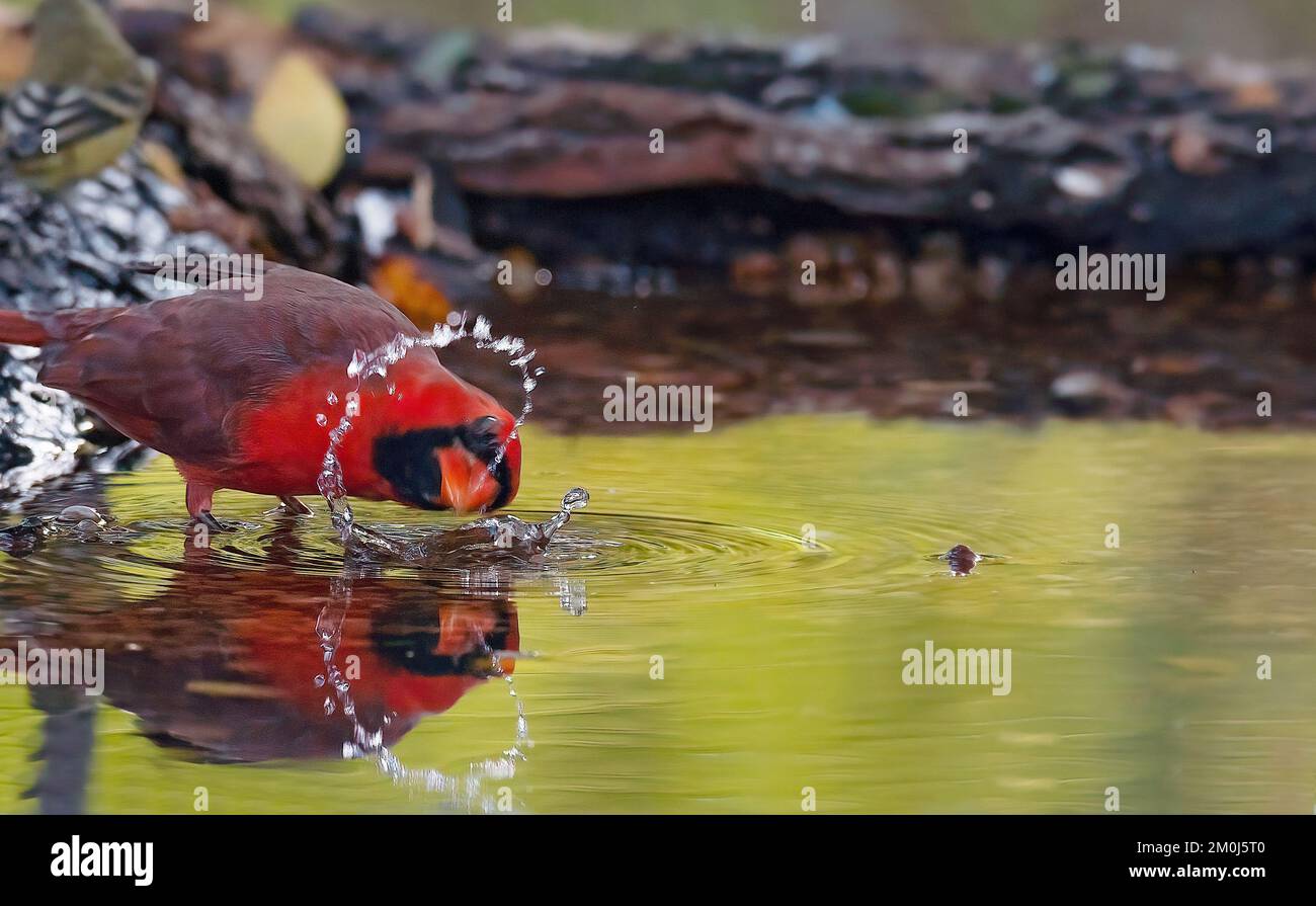 A beautiful shot of a northern cardinal (Cardinalis cardinalis) perched ...