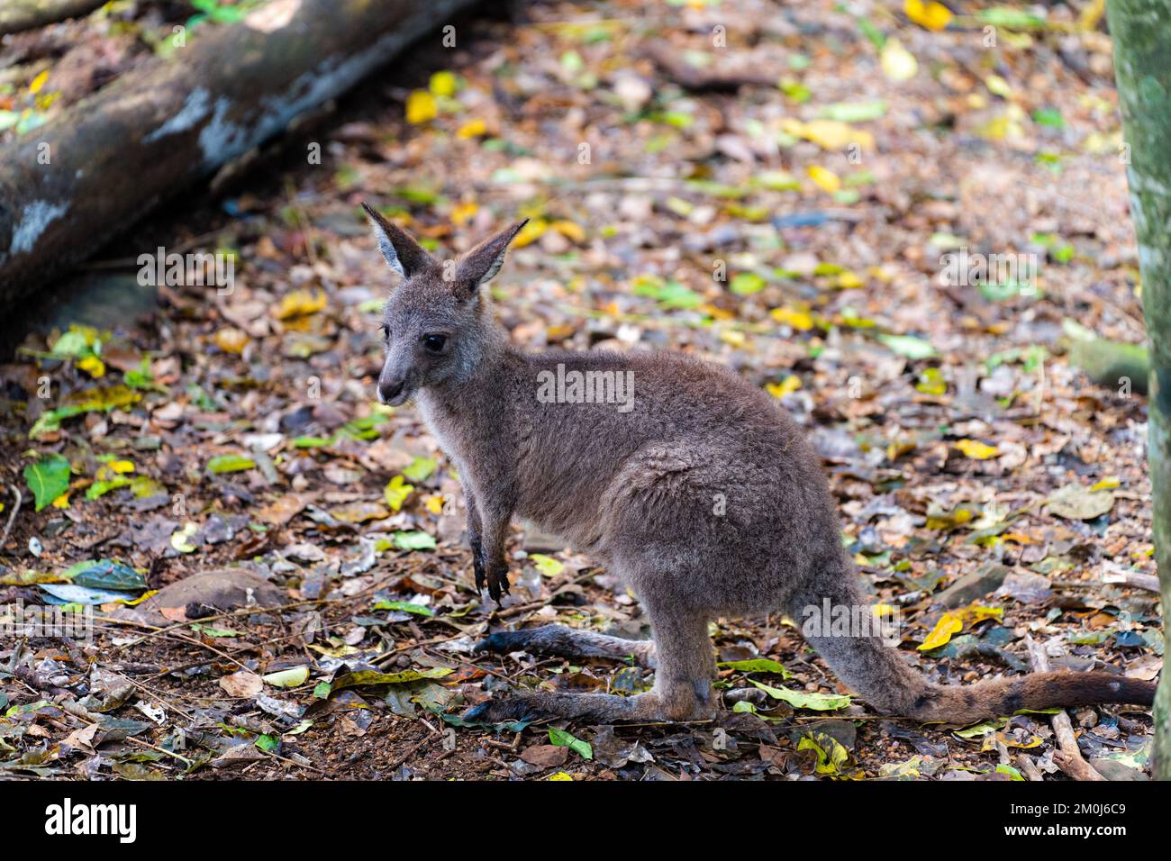 Kangaroo exploration hi-res stock photography and images - Alamy