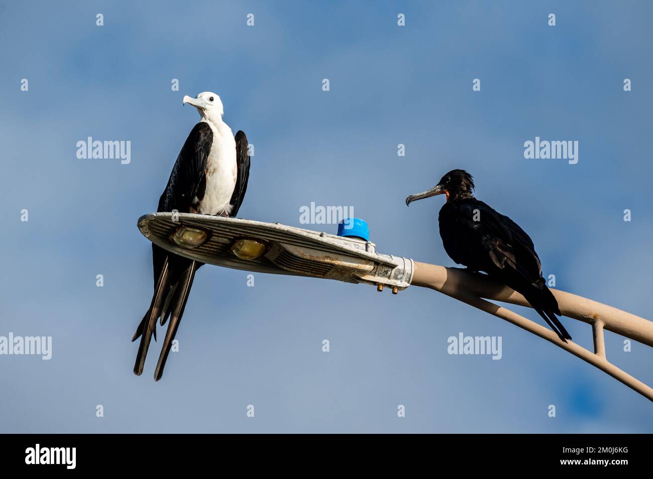 The magnificent frigatebird is a seabird of the frigatebird family ...