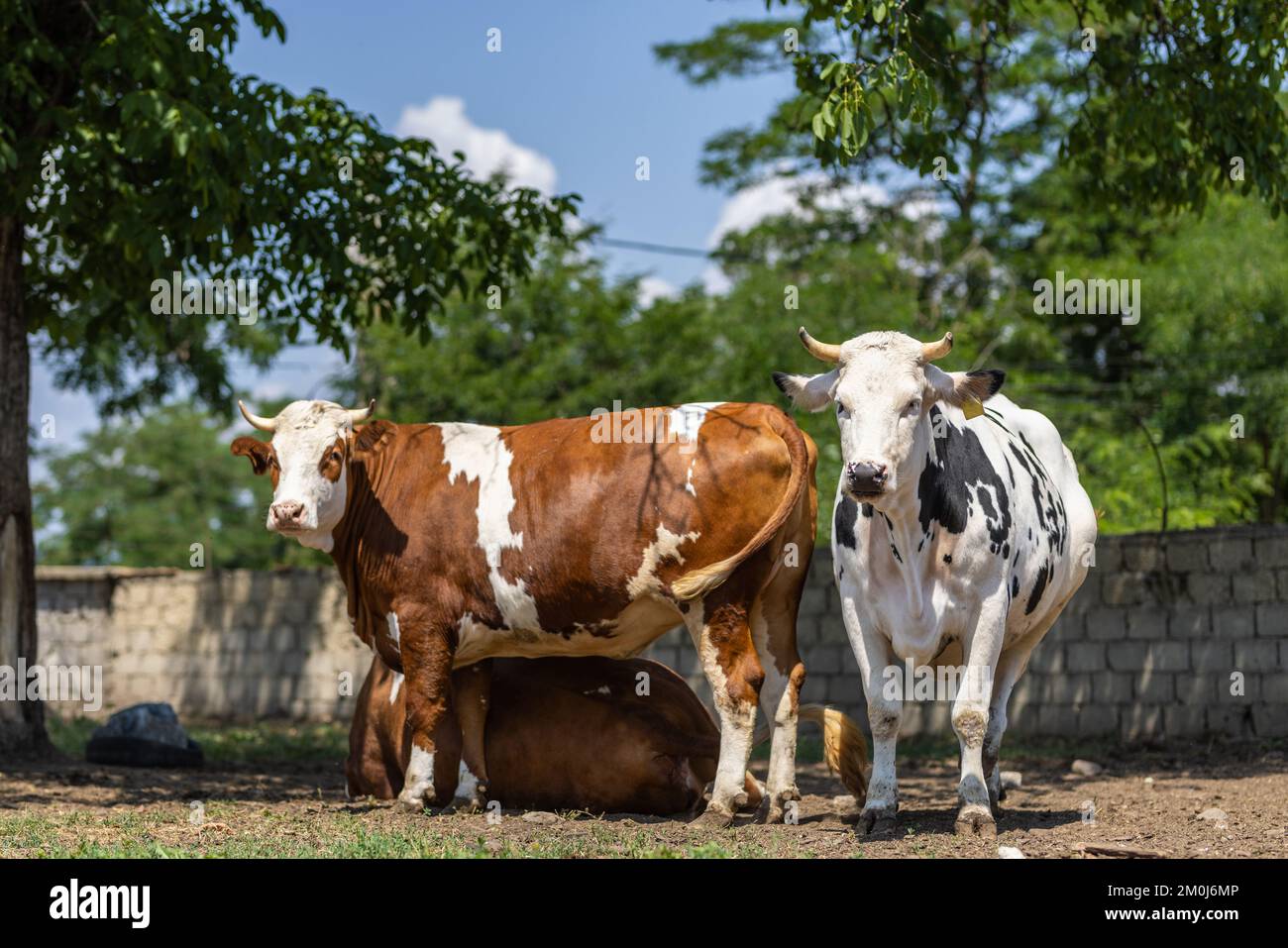 Small village farm concept with cows at summer Stock Photo - Alamy