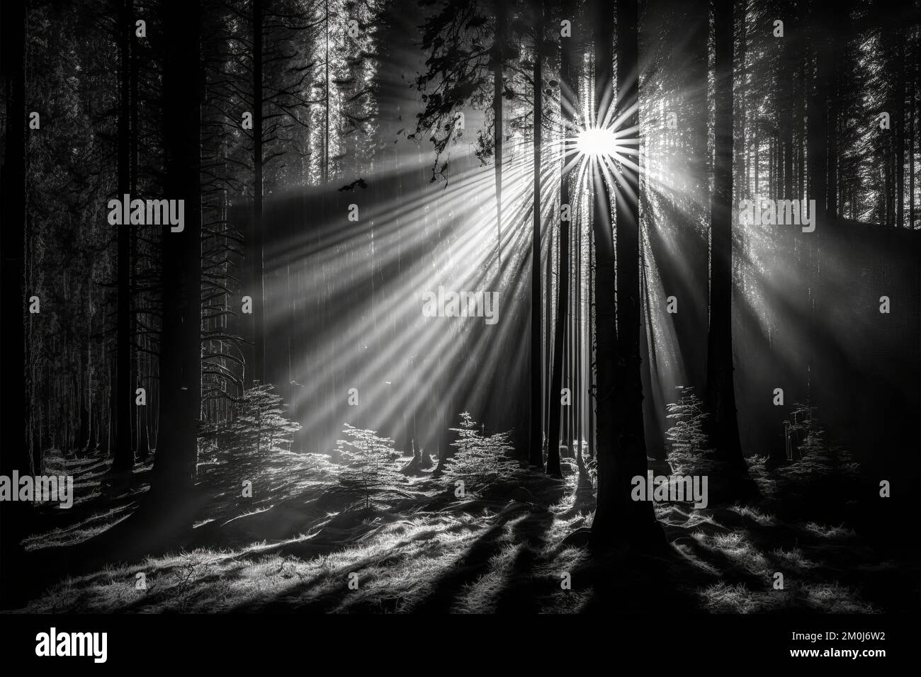 A grayscale shot of sun rays shining through trees in a forest Stock ...