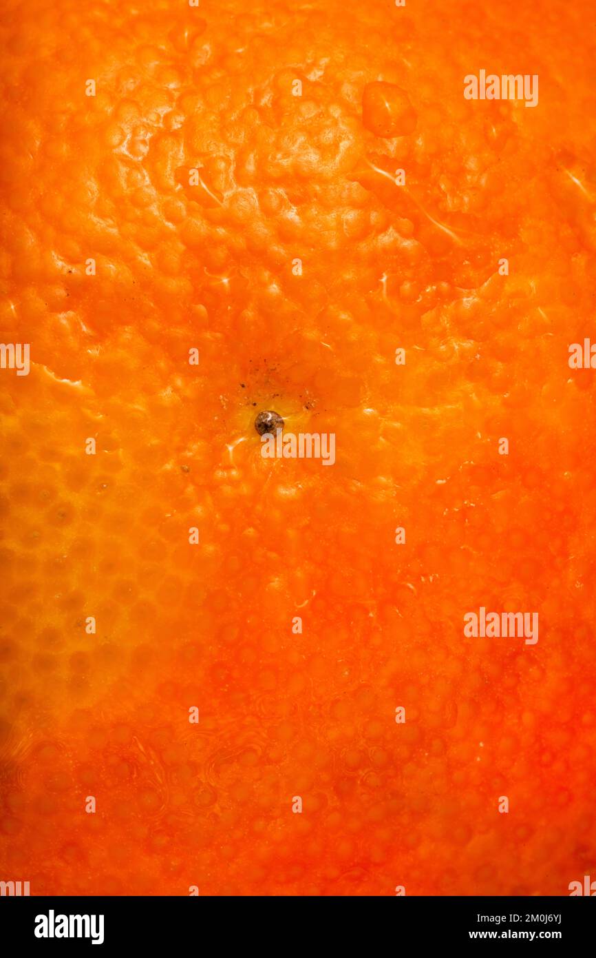 Tangerine texture as a background. A close shot of a tangerine. Macro ...