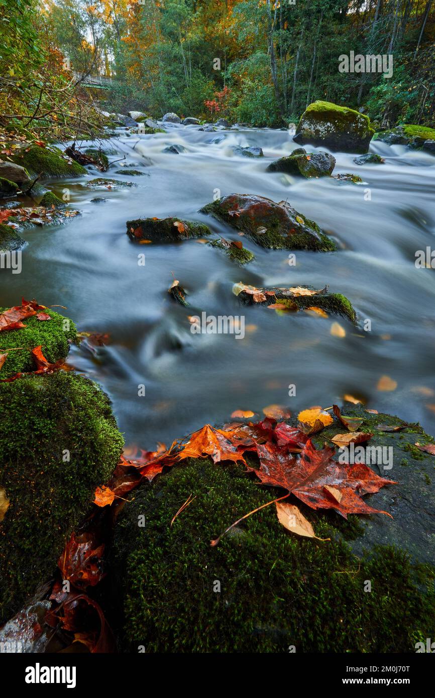 A vertical shot of river running through the forest Stock Photo - Alamy