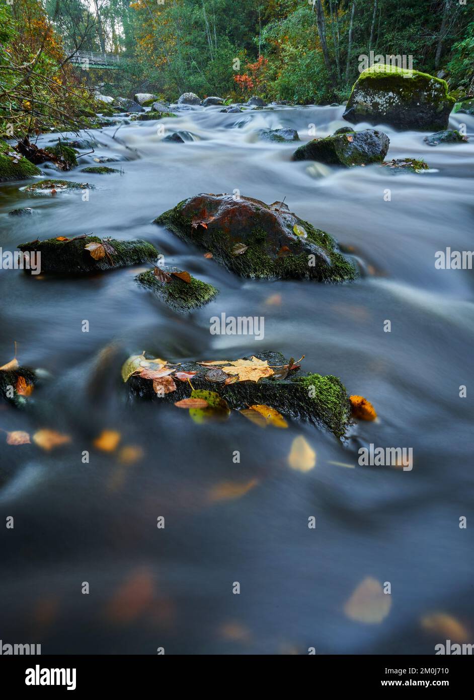 A vertical shot of river running through the forest Stock Photo - Alamy