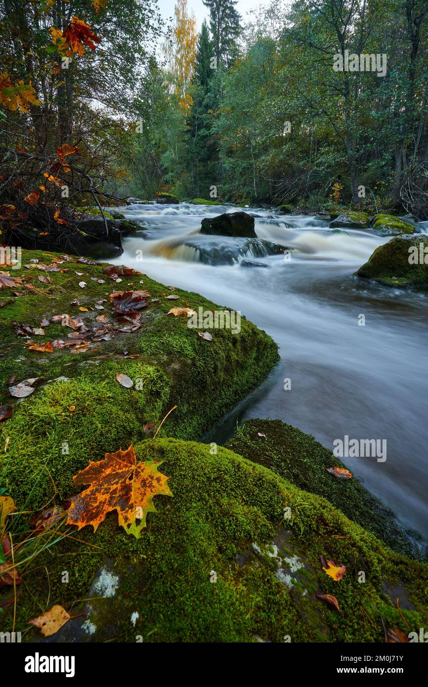 A vertical shot of river running through the forest Stock Photo - Alamy