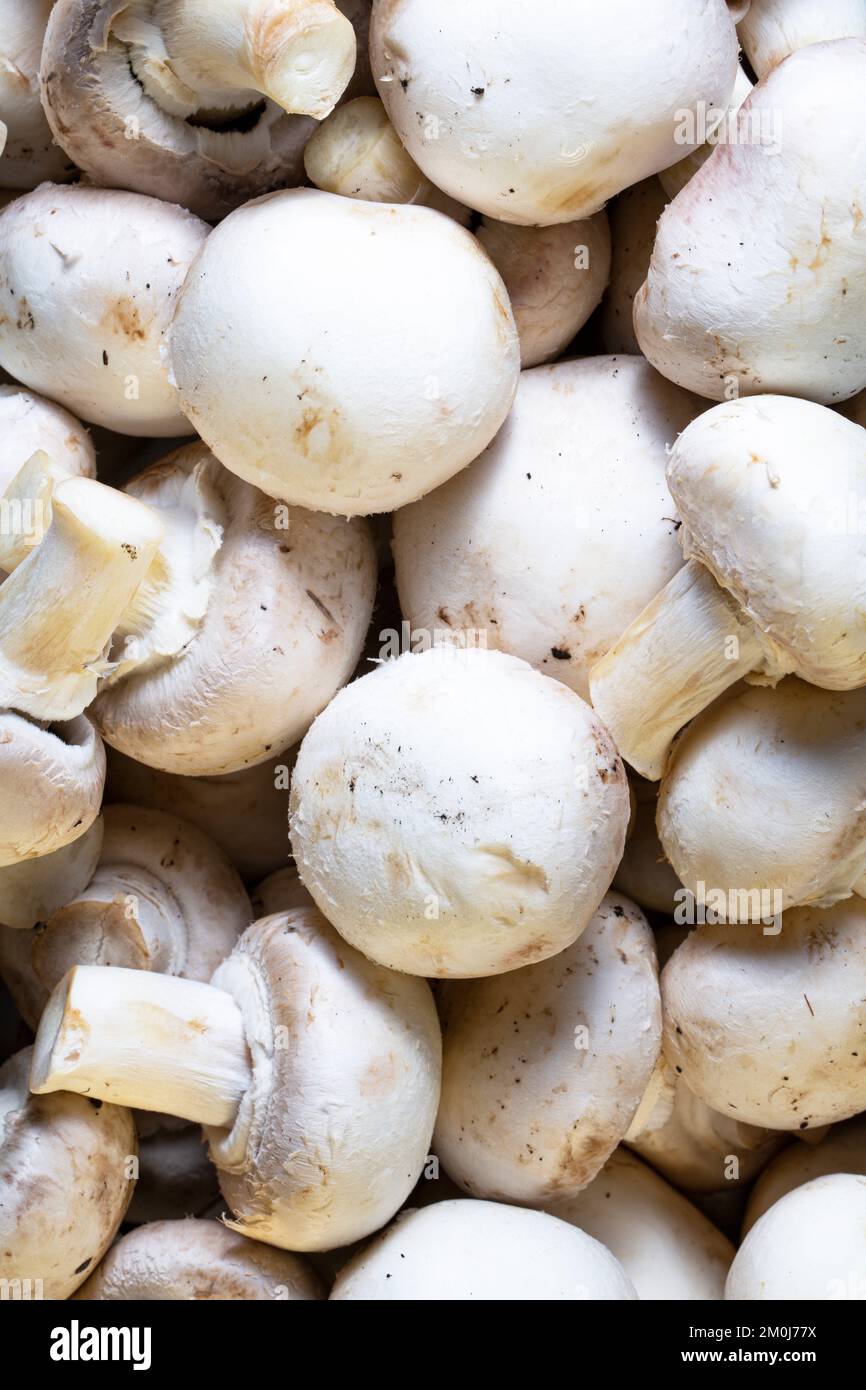 The texture of mushrooms as a background. A close shot of mushrooms ...