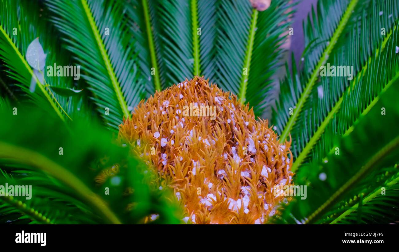 Hail on a green palm tree. Frozen droplets in tropical climate Stock ...