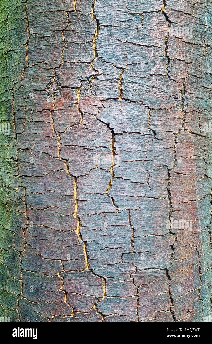 Relief spruce bark texture. Close-up image of tree bark texture ...