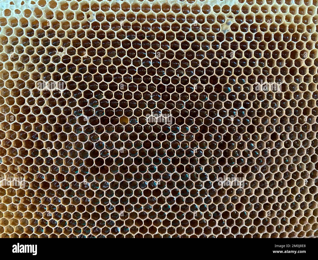 Background texture and pattern of a section of wax honeycomb from a bee ...